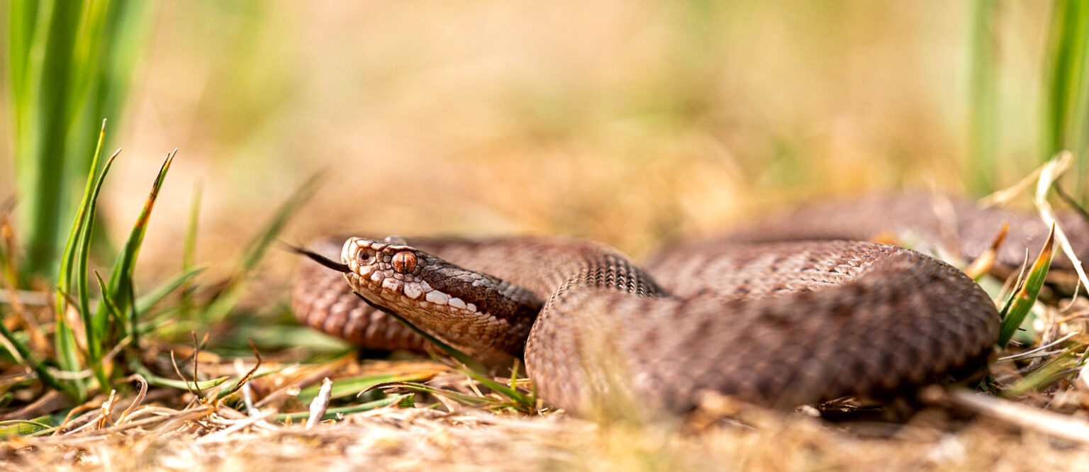 das Marburger. Reptil des Jahres 2024: Bedrohte Kreuzotterbestände im Spessart erfolgreich ...